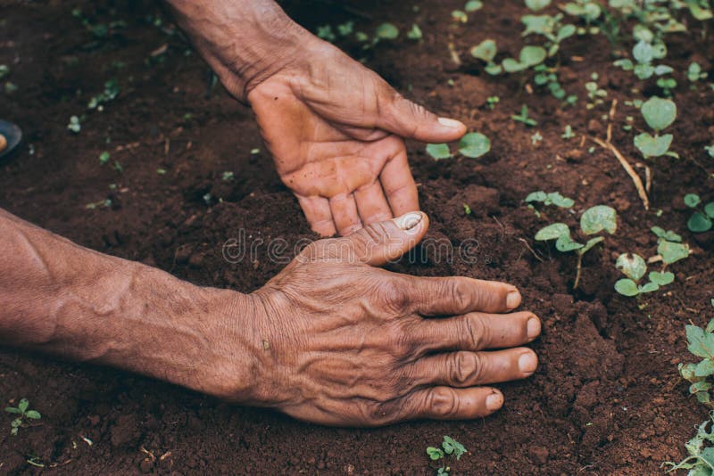 Sowing seed stock photo. Image of hand, gardening, agriculture - 147126116