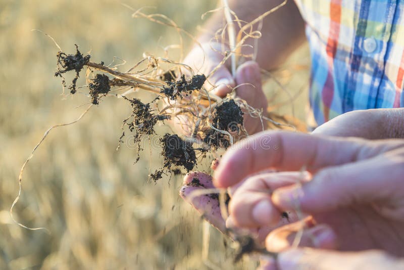 Agricultural Research in the Field Stock Photo - Image of environment ...