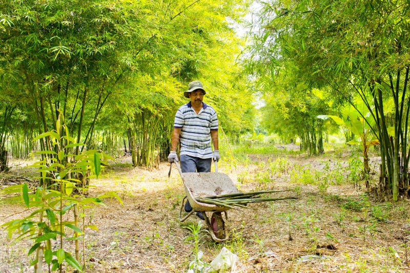 Men use a wheelbarrow stock image. Image of market, season - 37839949