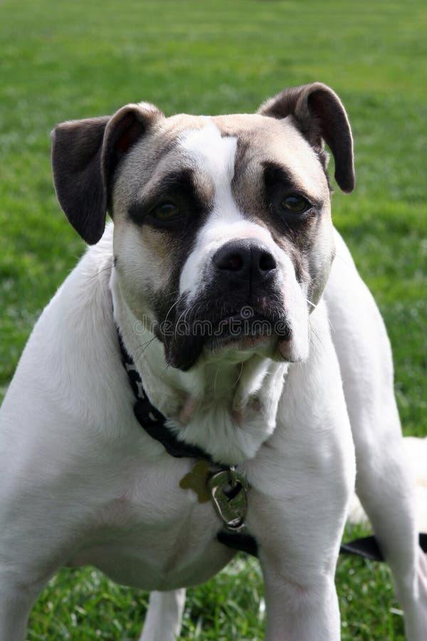 160 Dog Looking Mean Stock Photos - Free & Royalty-Free Stock Photos ...