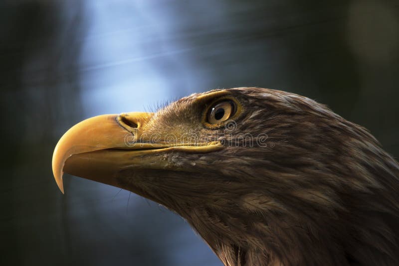 Menacing bird stock image. Image of beak, profile, yellow - 44364793