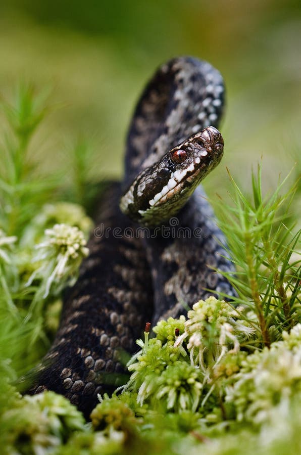Snake in a menacing pose. stock photo. Image of endangered - 15678444