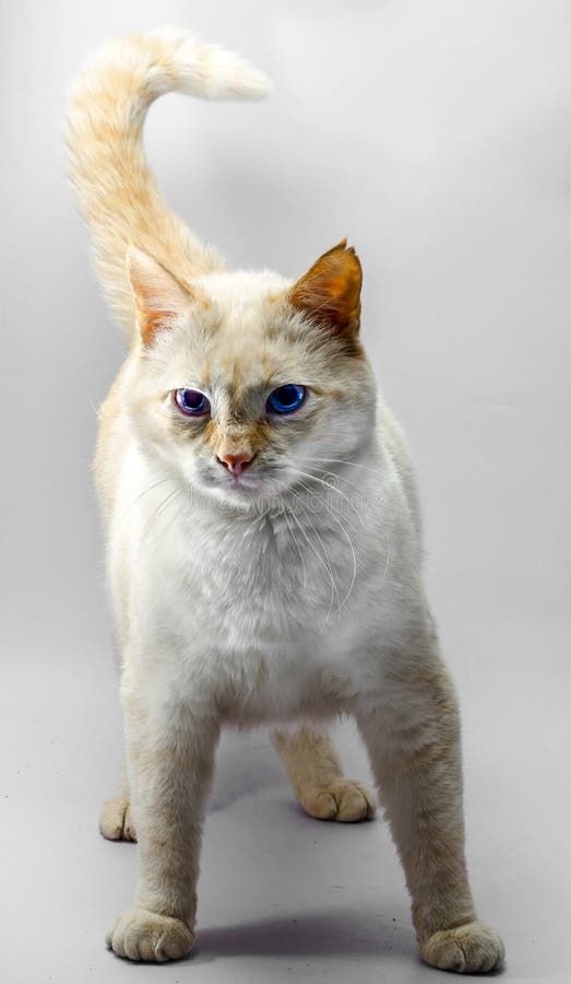 Menacing Red Cat with Blue Eyes Stock Image - Image of amazement ...