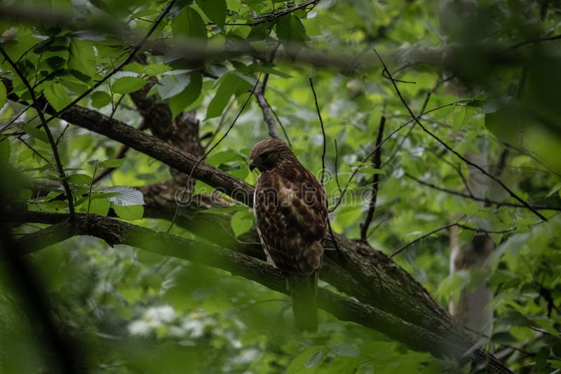 Hawk Bird Looking Over Shoulder Stock Photos - Free & Royalty-Free ...