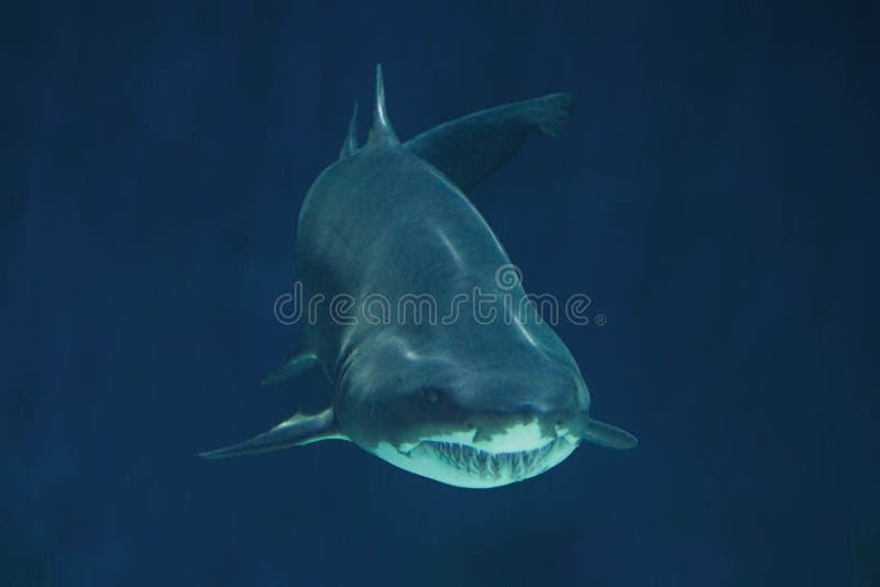 Menacing Shark stock image. Image of organism, blue, natural - 57467139