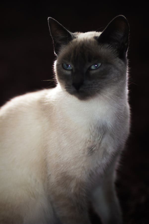 Menacing Looking Siamese Stock Photos - Free & Royalty-Free Stock ...