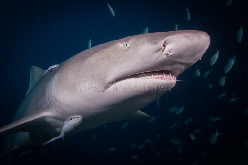 Menacing Smile stock image. Image of sealife, ikelite - 73824535