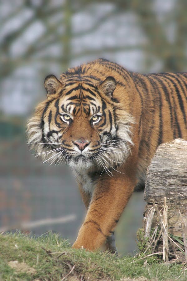 Menacing Tiger stock image. Image of tiger, siberian, island - 930903