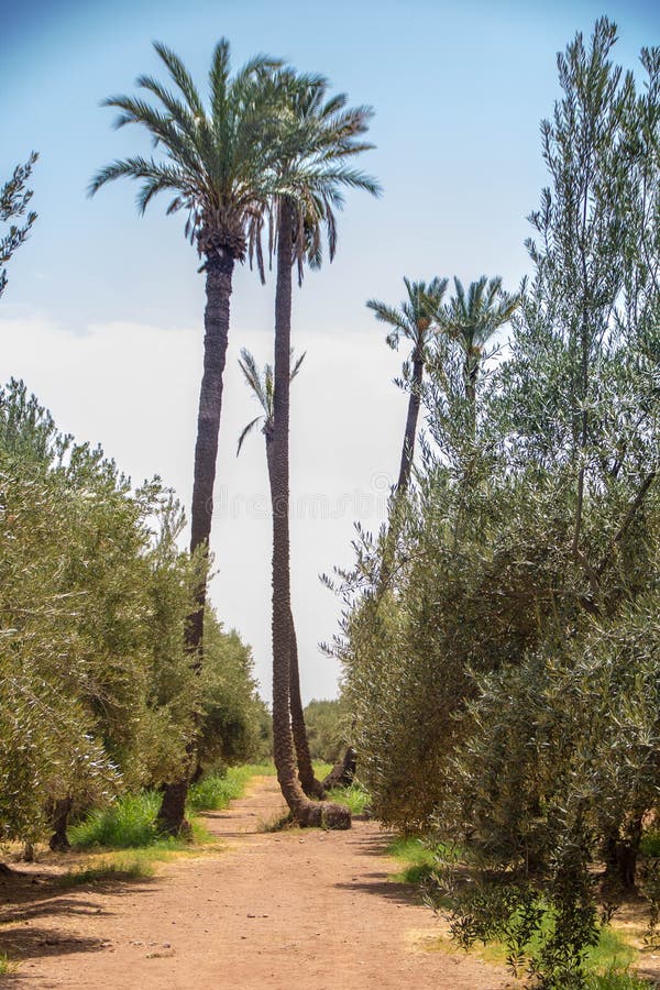Menara garden at Marrakech stock photo. Image of public - 377232070