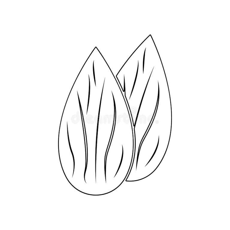 Mendal Icon. Element of Nuts for Mobile Concept and Web Apps Icon Stock ...