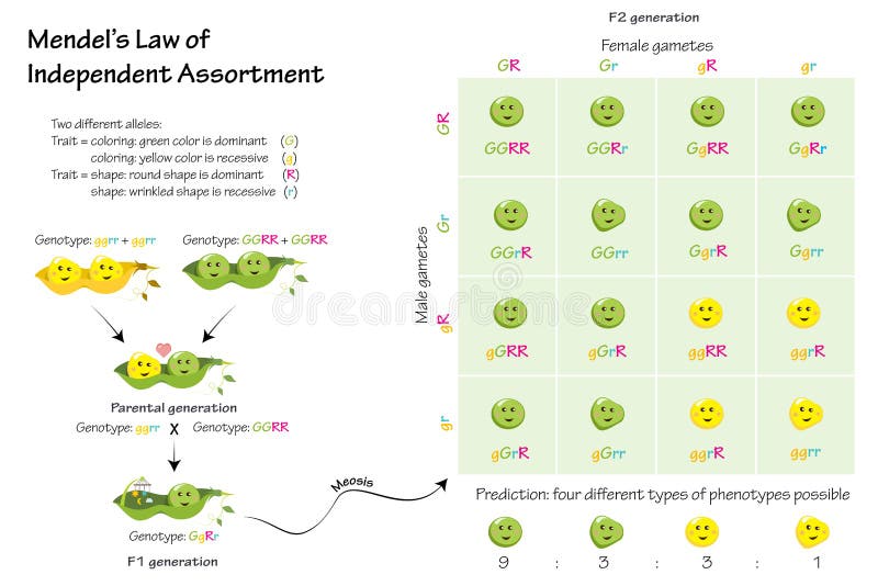 Different Alleles Stock Illustrations – 8 Different Alleles Stock ...