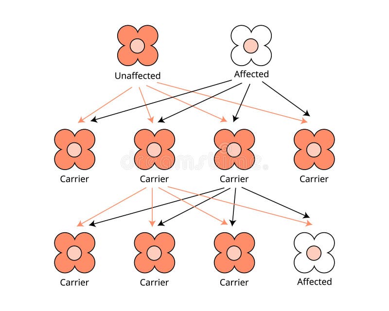 Mendelian Genetics, the Three Possible Genetic Conditions for a Trait ...