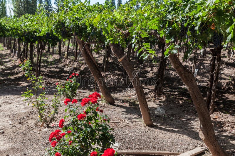Mendoza Argentina Della Vigna Immagine Stock - Immagine di rose, ande ...