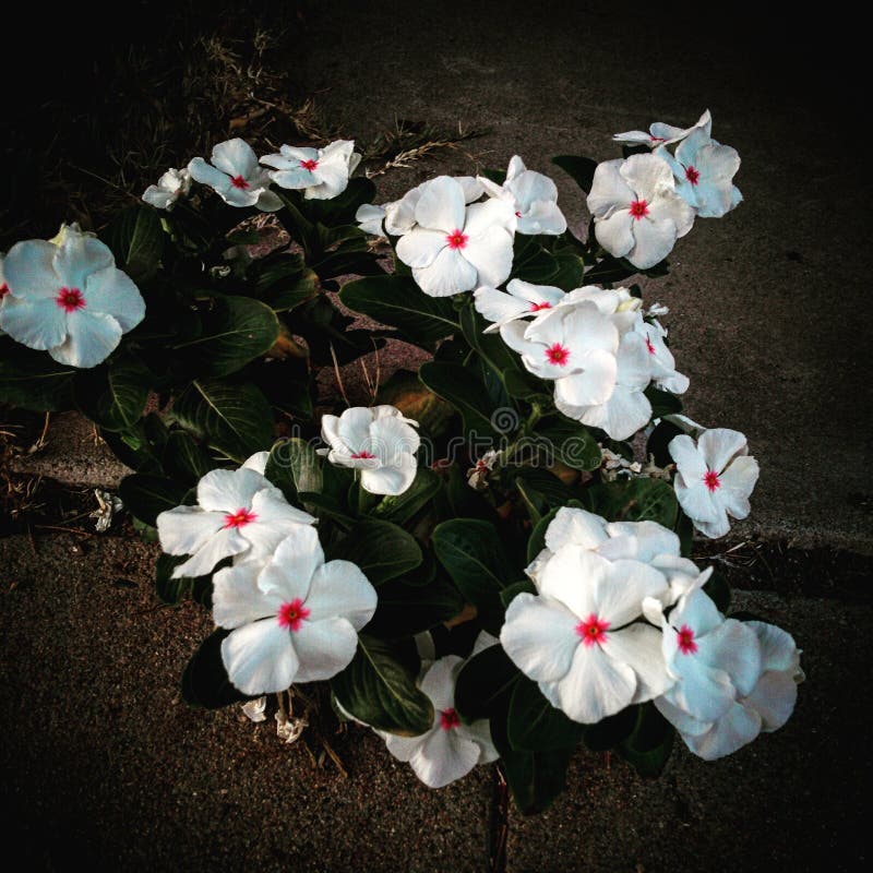 Menekse stock image. Image of menekse, tiles, violet - 88522191