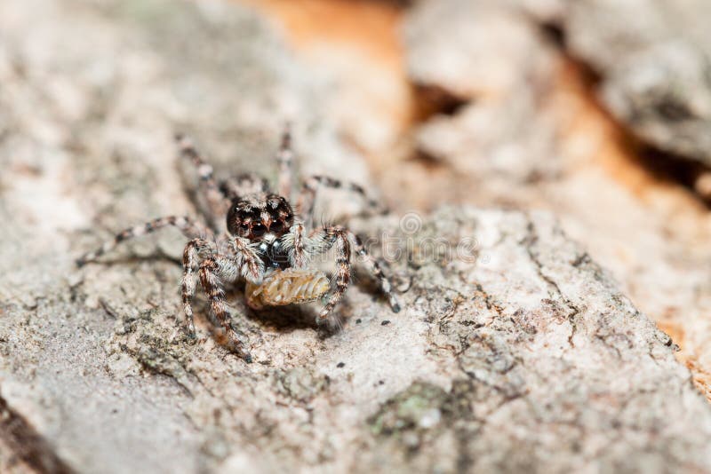 Bruine huntsman spin stock afbeelding. Image of bruin - 39506999