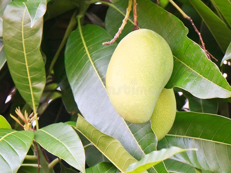 Mengo Fruit stock photo. Image of nature, food, background - 23010186