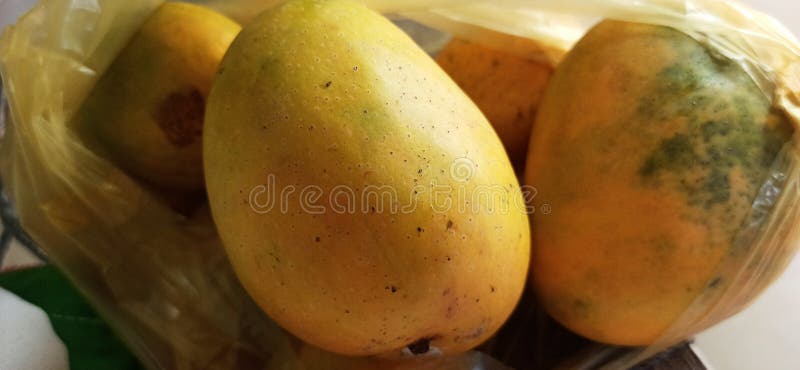 Mengo pic in plastic bag stock photo. Image of plant - 220095962