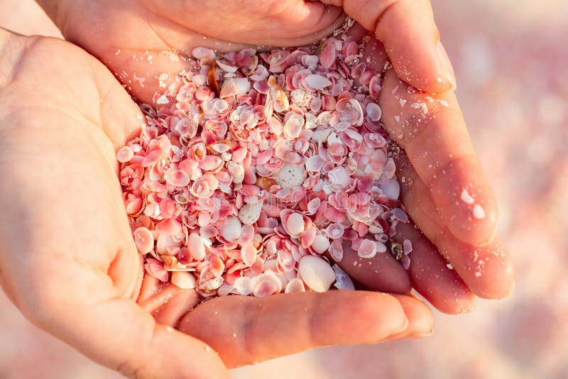 Menina Que Guarda Shell Cor-de-rosa Imagem de Stock - Imagem de feriado ...