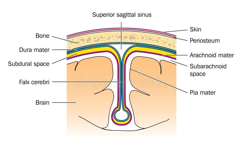 Subdural Space Spinal Cord