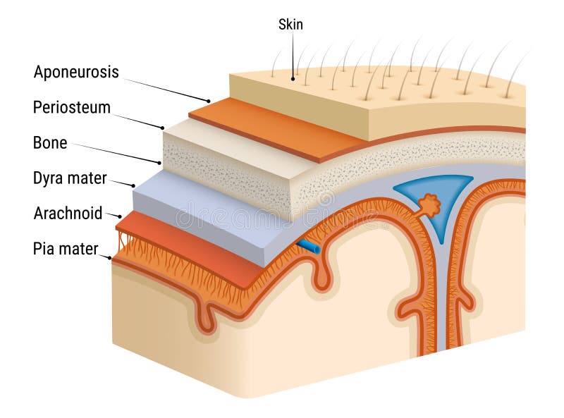 Meninges