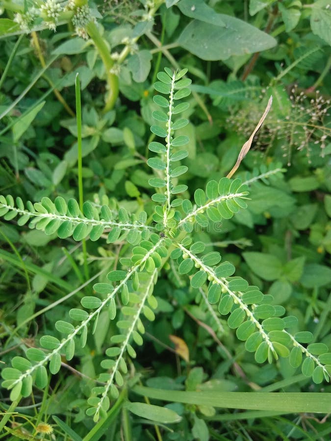 Meniran & X28;Phyllanthus Niruri& X29;, One of the Plants that Can Be ...