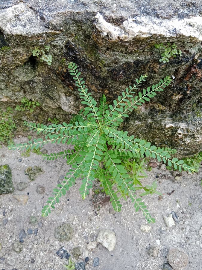 Meniran & X28;Phyllanthus Urinaria& X29; Which Grows in the Yard of the ...