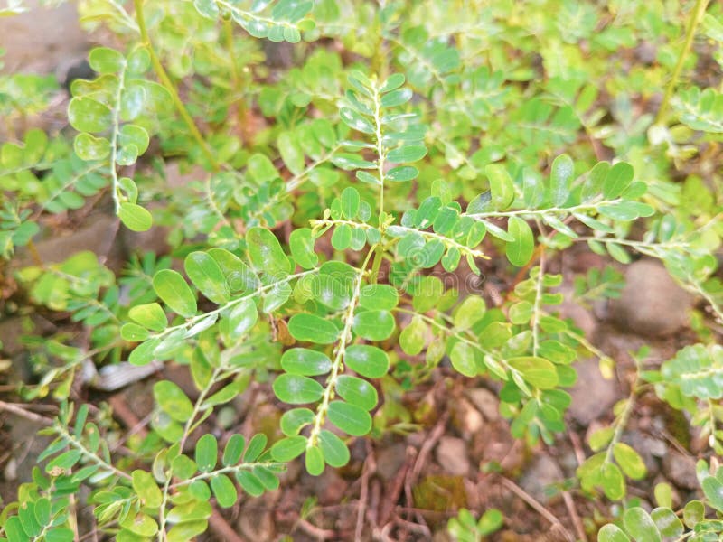 Meniran is a Plant that Has a Straight Stem and Leaves with Even ...