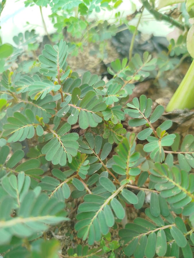 Meniran is a Type of Plant that Has a Round, Upright Stem Shape. Stock ...