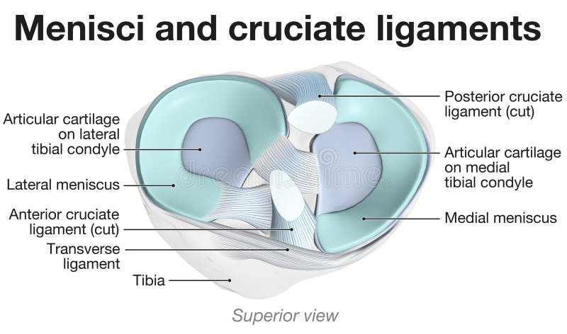 Menisci and Cruciate Ligaments. Labeled 3D Illustration Stock ...