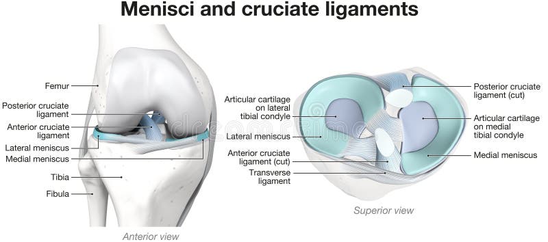 Menisci and Cruciate Ligaments. Labeled 3D Illustration Stock ...