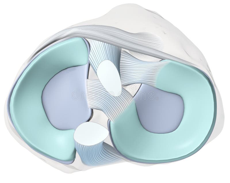 Menisci and Cruciate Ligaments Anatomy. Illustration Stock Illustration ...