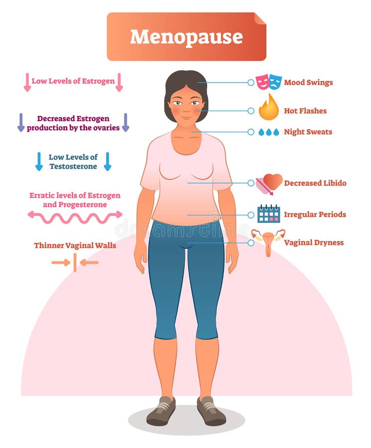 Menopause Chart Estrogen Level And Aging Stock Vector Illustration