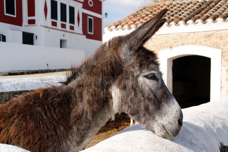 De ezel van Cyprus stock foto. Image of bestemming, schat - 40813830