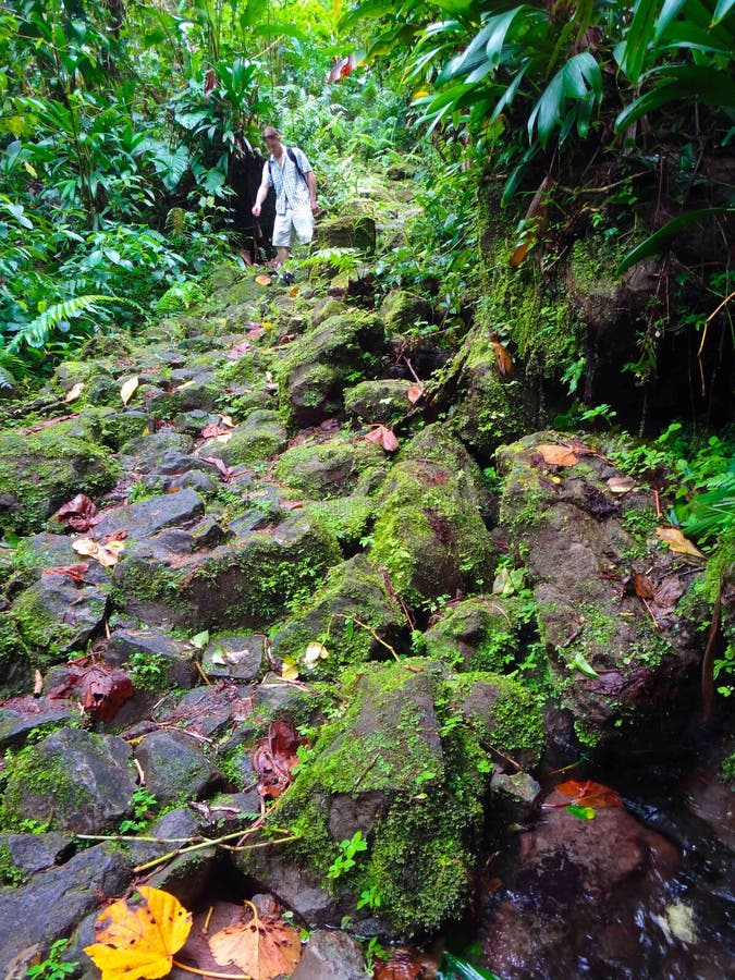 Mens Die in De Keerkringen Wandelen Stock Foto - Image of bladeren ...