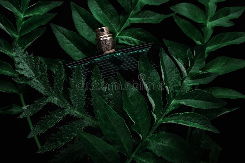 Mens Perfume with Wet Green Leaves Stock Image - Image of therapy ...