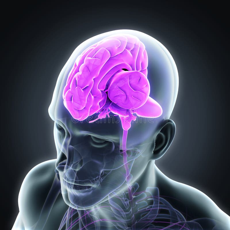 Mensch Brain Anatomy stock abbildung. Illustration von krebs - 61935427 Mensch Brain Anatomy stock abbildung. Illustration von krebs - 61935427