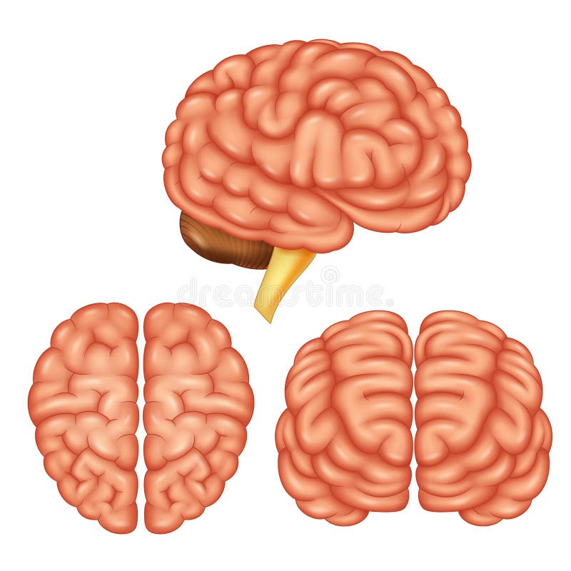 Mensch Brain Anatomy vektor abbildung. Illustration von zerebral - 88215993 Mensch Brain Anatomy vektor abbildung. Illustration von zerebral - 88215993