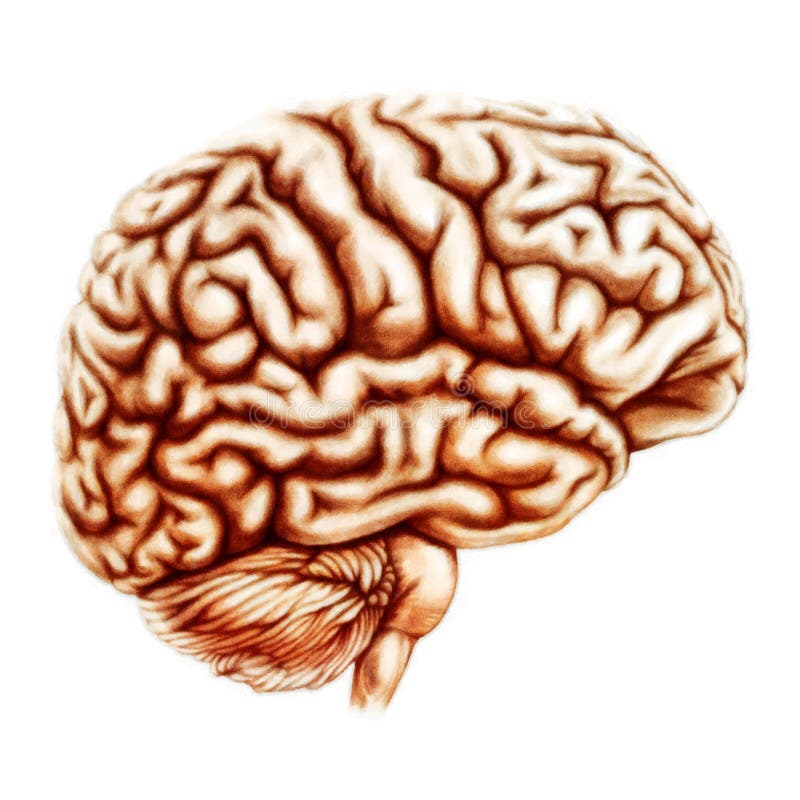Mensch Brain Anatomy Illustration Stock Abbildung - Illustration von ... Mensch Brain Anatomy Illustration Stock Abbildung - Illustration von ...