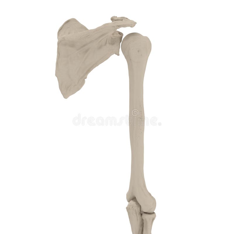 Menschliche Arm-Knochen Auf Weiß Abbildung 3D Stock Abbildung ...