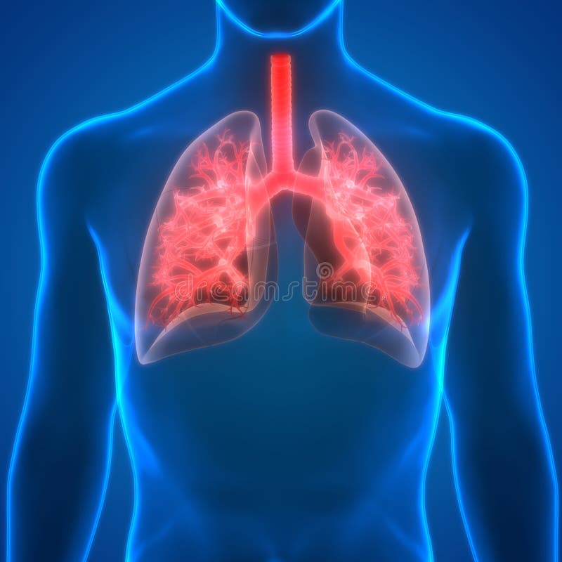 Menschliche Atmungssystem-Lunge-Anatomie Stock Abbildung - Illustration ...
