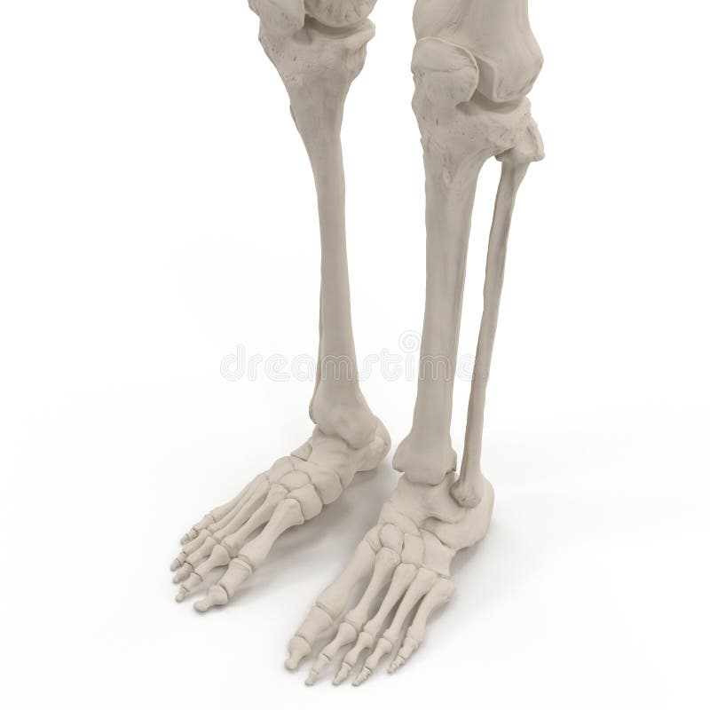 Weibliche Beine - Anatomie-Knochen Stock Abbildung - Illustration von ...