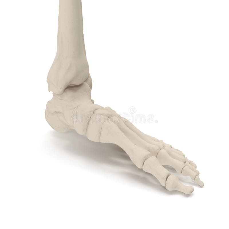 Menschliche Bein-Skeleton Knochen Auf Weiß Abbildung 3D Stock Abbildung ...