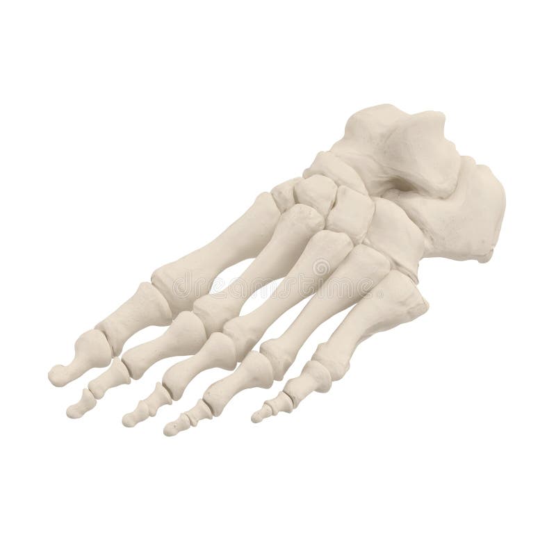 Menschliche Bein-Skeleton Knochen Auf Weiß Abbildung 3D Stock Abbildung ...