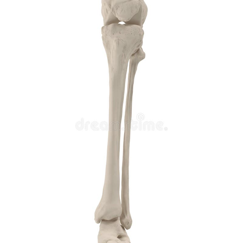Menschliche Bein-Skeleton Knochen Auf Weiß Abbildung 3D Stock Abbildung ...