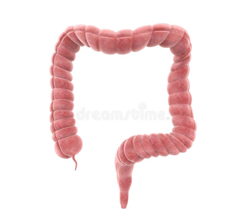 Menschliche Doppelpunkt-Anatomie Stock Abbildung - Illustration von ...