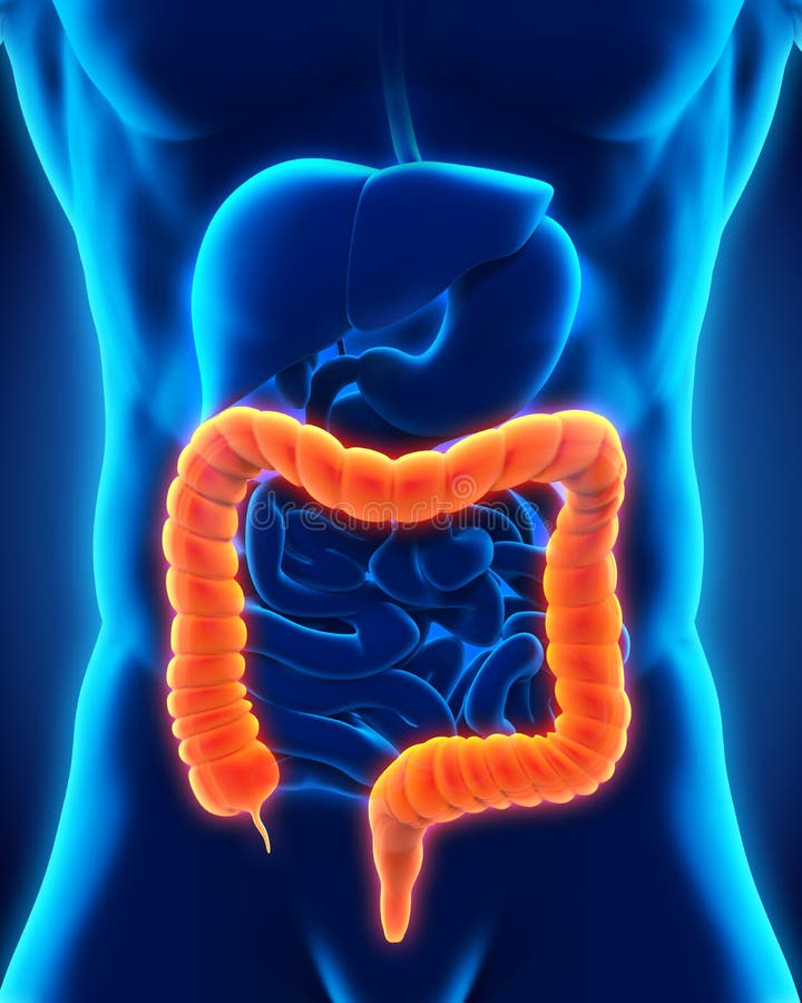 Menschliche Doppelpunkt-Anatomie Stock Abbildung - Illustration von ...