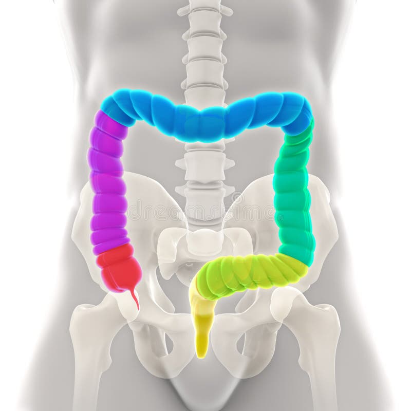Menschliche Doppelpunkt-Anatomie Stock Abbildung - Illustration von ...