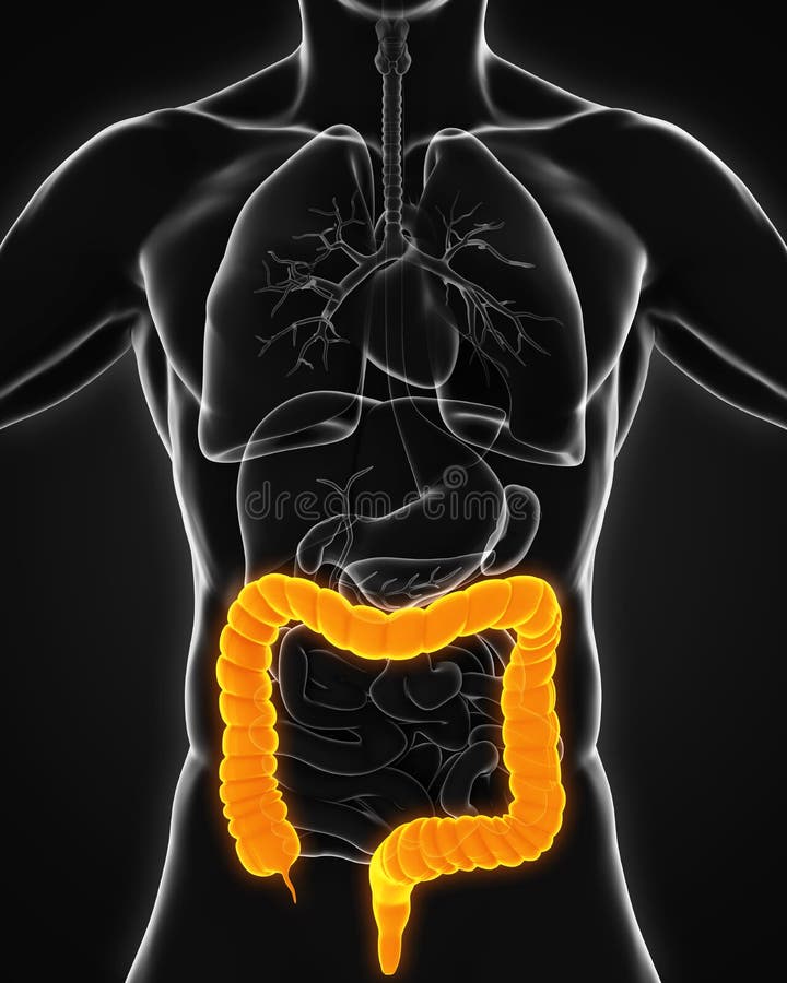Menschliche Doppelpunkt-Anatomie Stock Abbildung - Illustration von ...