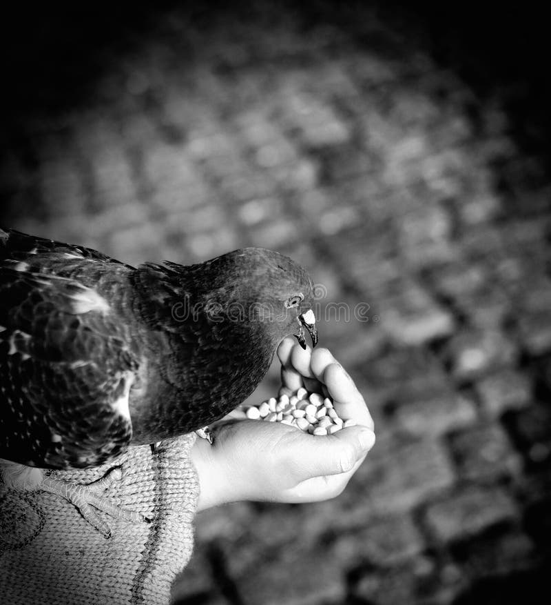 Menschliche Hand Füttert Den Vogel Stockbild - Bild von liebe, greifer ...