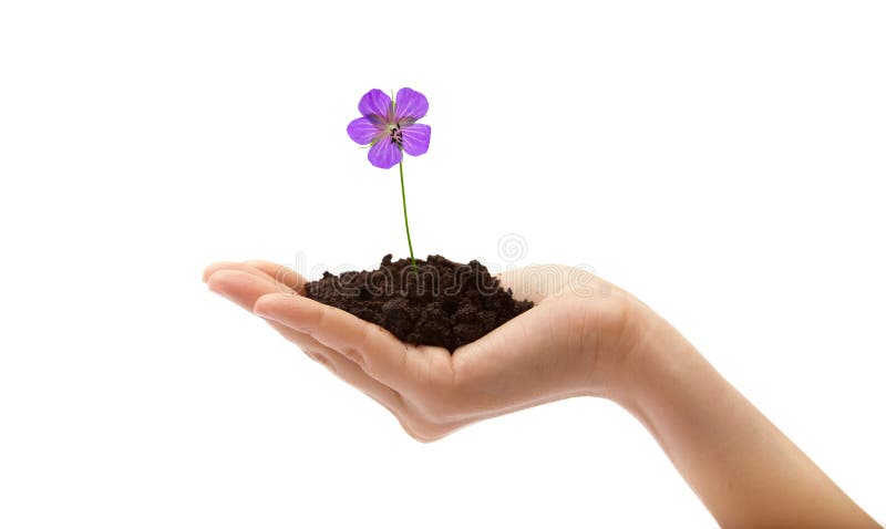 Menschliche Hand Und Junge Blume Stockbild - Bild von entwicklung ...